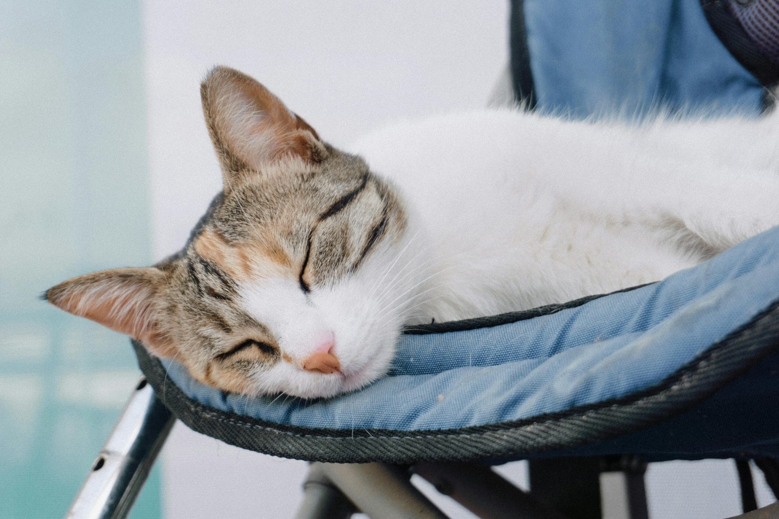 Cat Behaviour Guide – Tips for Understanding and Training Your Cat